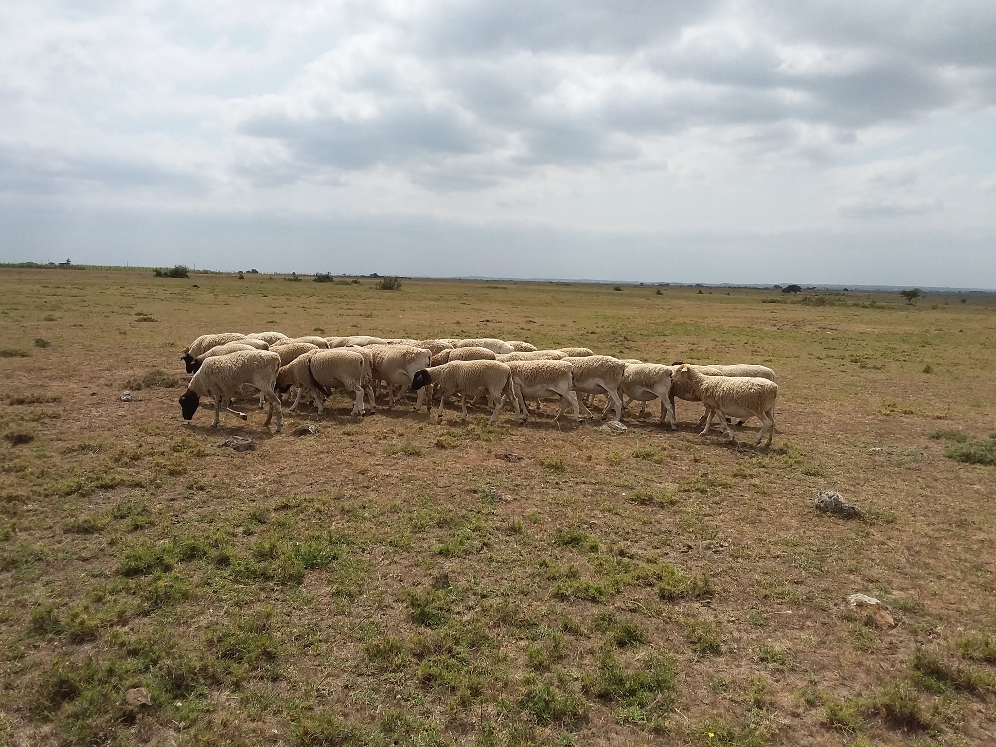 Dorper Sheep Feeding Guide – Chart, Diet & Program | Rasta Farm